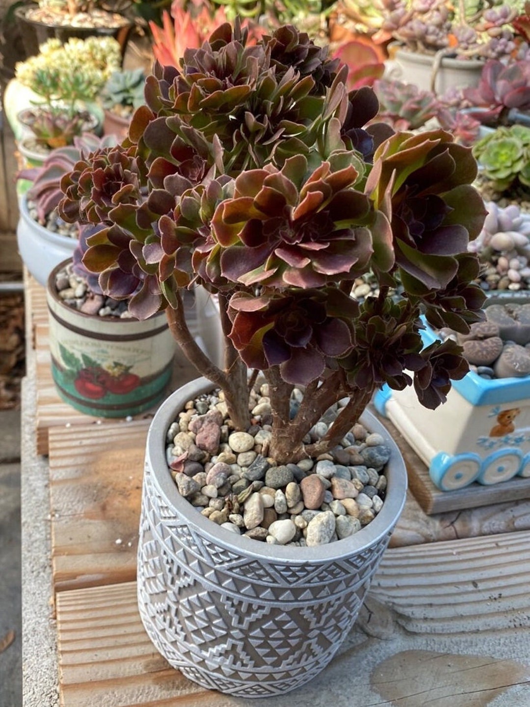 Aeonium Velour Crested Rare Korean Succulent - Etsy