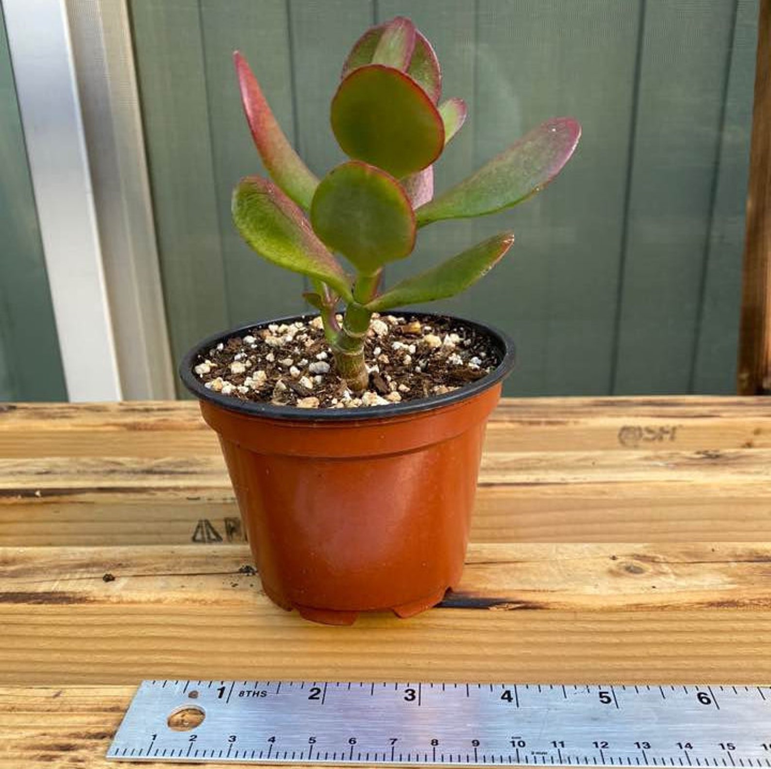 Jade Live Plant Crassula "money Tree", Single Stem, 2 Inch Pot, . - Etsy