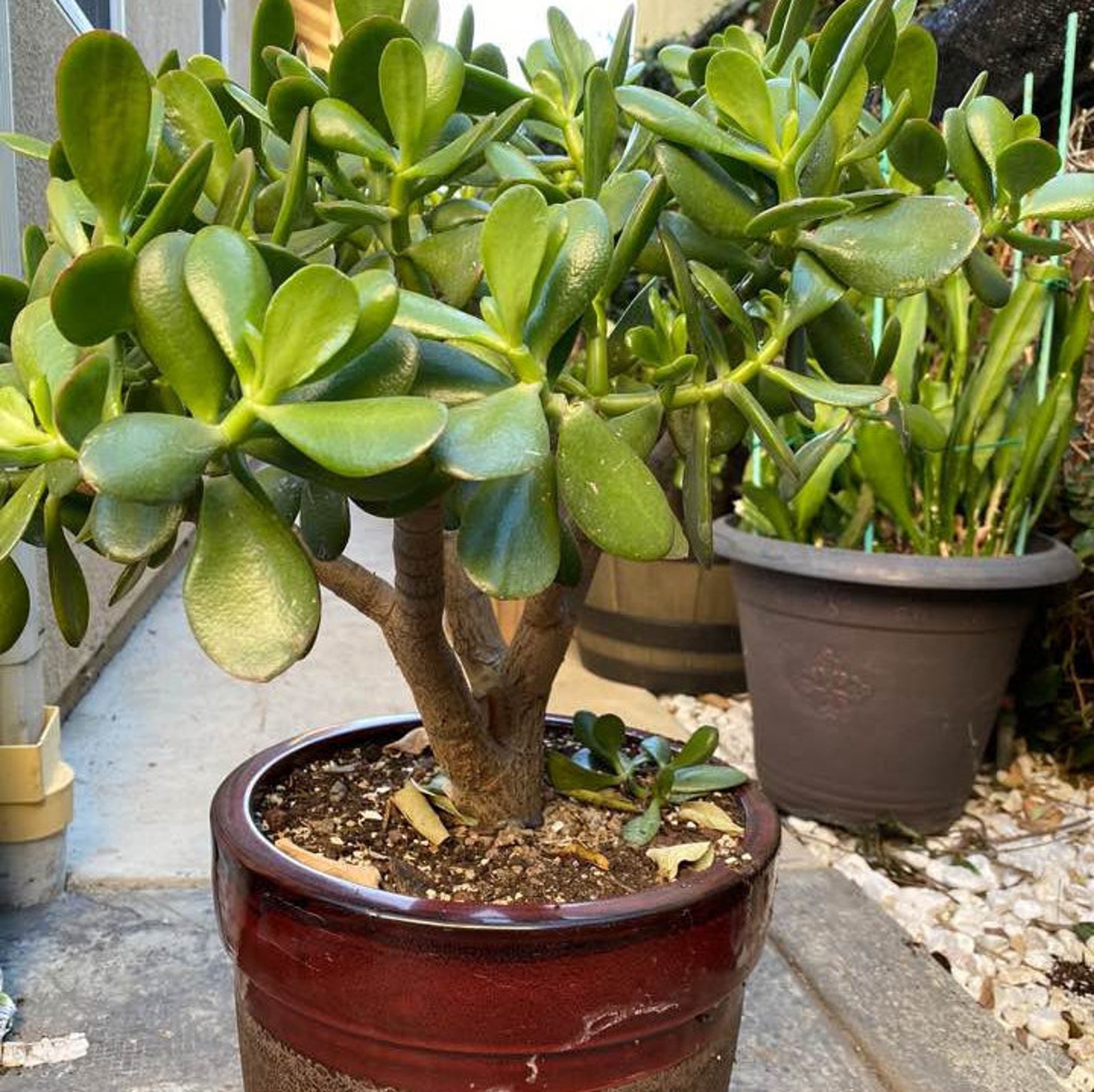 Jade Live Plant Crassula "money Tree", Single Stem, 2 Inch Pot, . - Etsy
