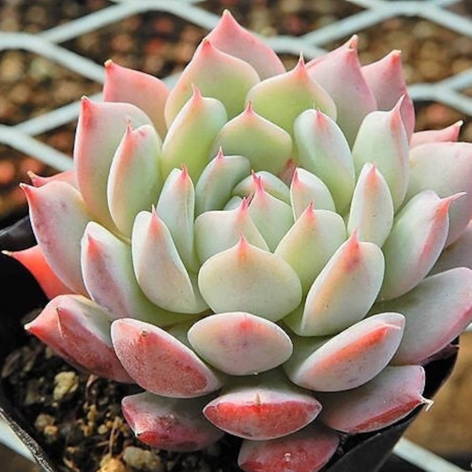 Echeveria Tippy, Rare Korean Succulent, Single Stem, 4 Inch Live Pot ...