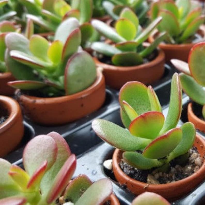 Jade Live Plant Crassula "money Tree", Single Stem, 2 Inch Pot, . - Etsy