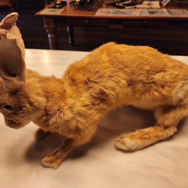 Taxidermy Soft Mount - Etsy