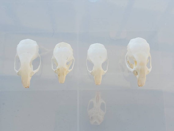 6 Clean Craft Mouse Skulls - Etsy