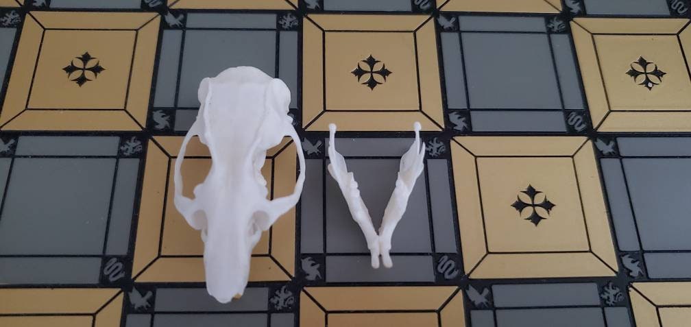 Mystery Bone Skull Box - Etsy