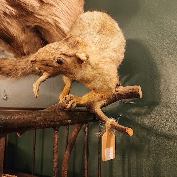 Taxidermy Squirrel - Etsy