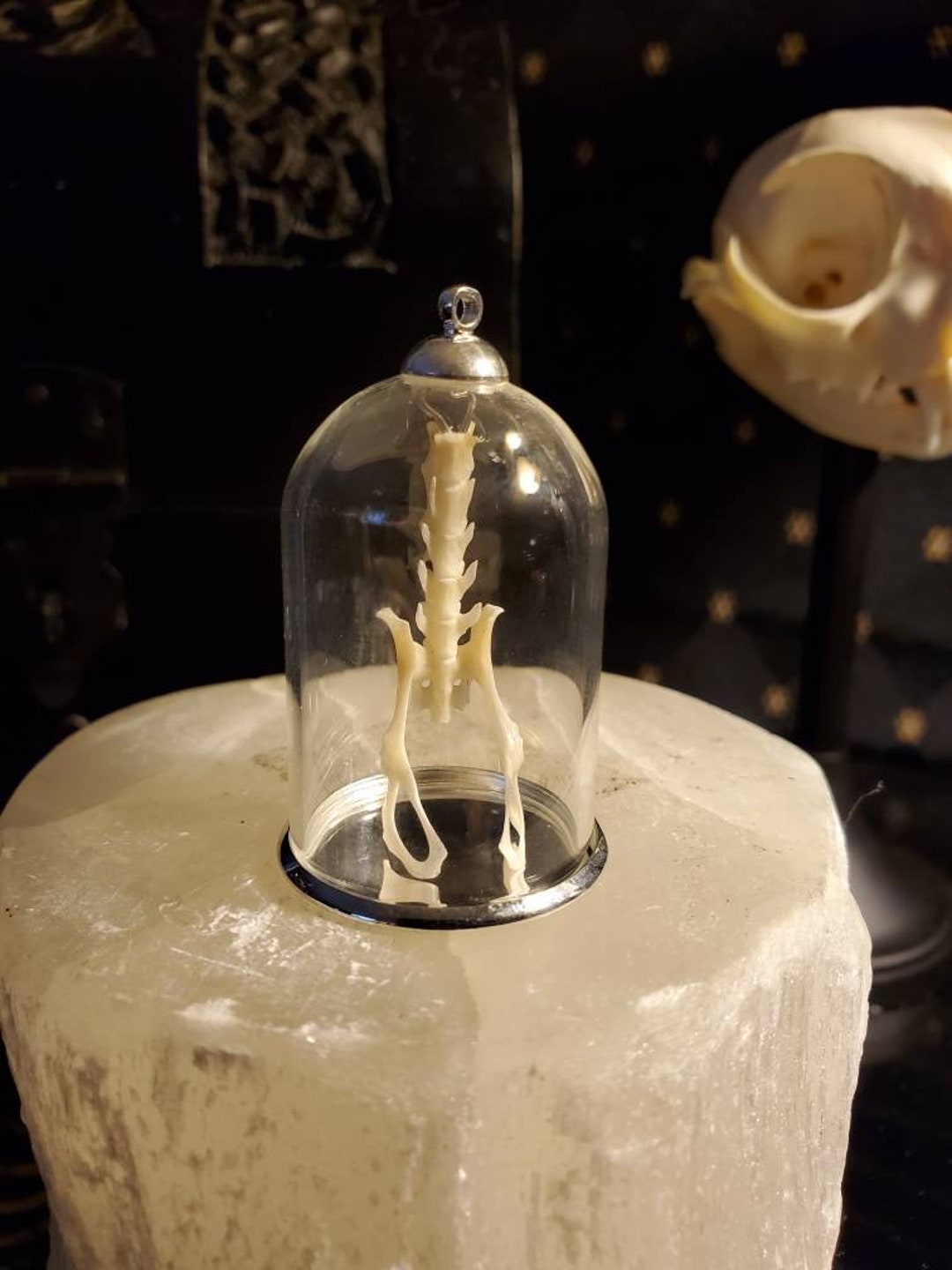 Articulated Mouse Spine and Pelvis - Etsy