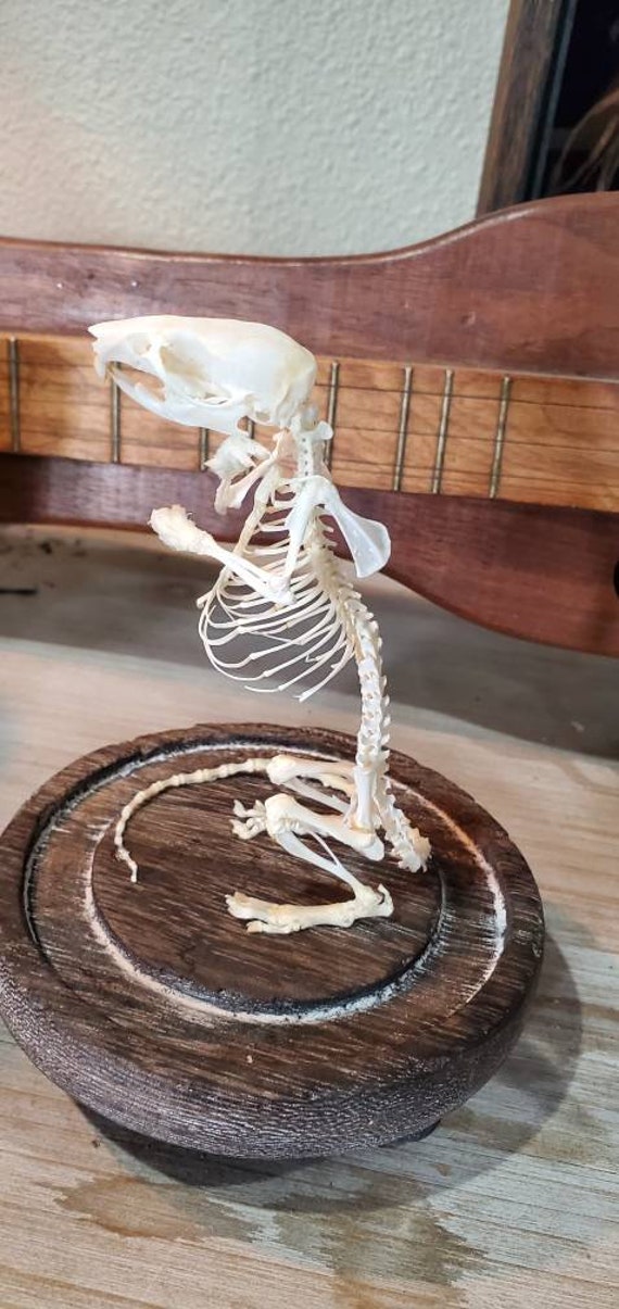 Medium Articulated Rat Skeleton in Dome | Etsy