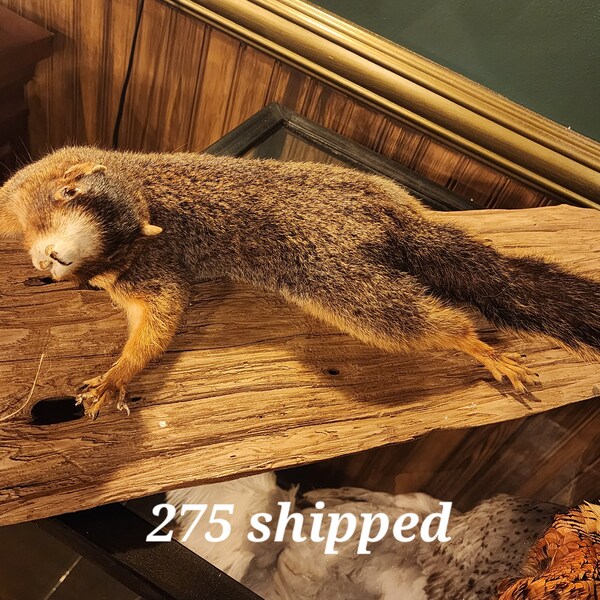 Taxidermy Squirrel - Etsy
