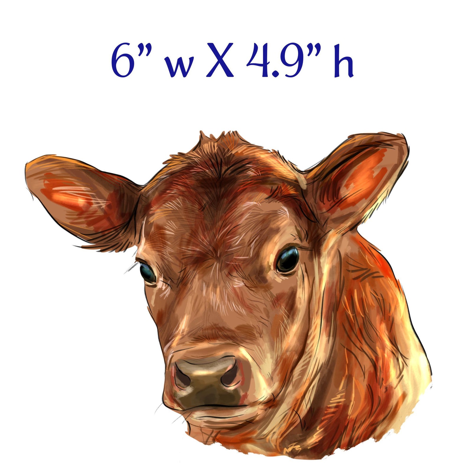 Red Angus Calf Stickers, Outdoor or Indoor Use Trailers, Tack Boxes ...