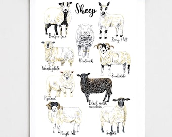 Sheep Breeds Poster | Etsy
