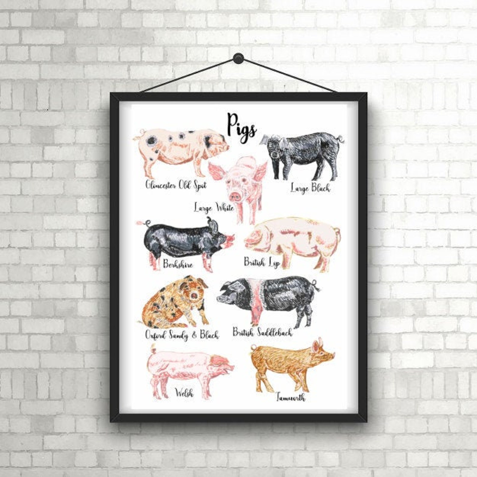 Pig Breeds Print Pig Print Pig Poster Farm Animals Pig - Etsy