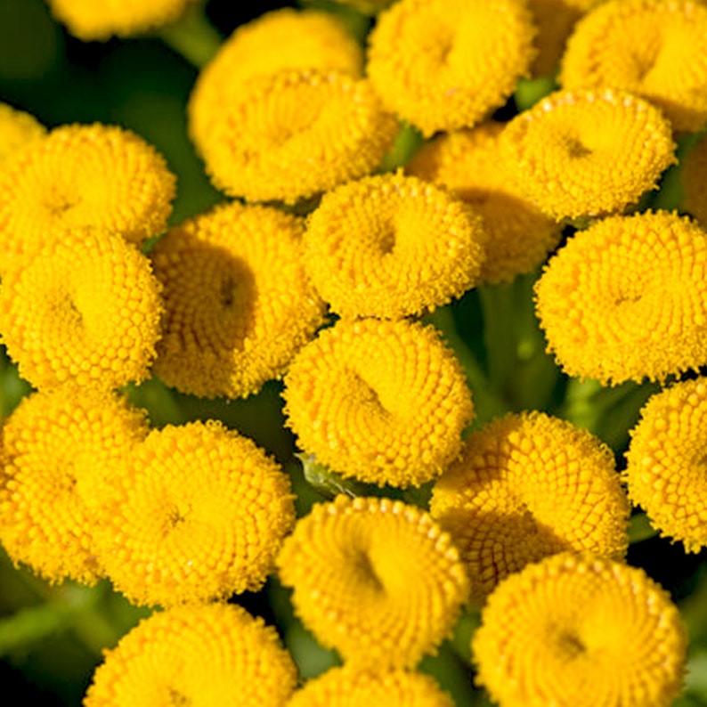 Blue Tansy Essential Oil - Tanacetum Annuum L. - Moroccan Blue ...