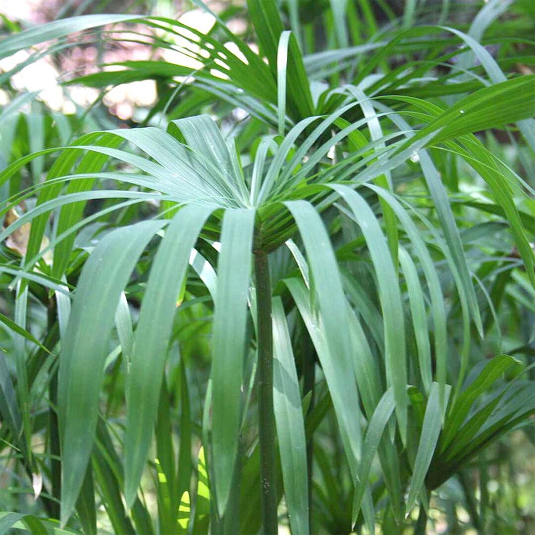 Nagarmotha (cypriol) Essential Oil -cyperus Scariosus- 100% Pure ...