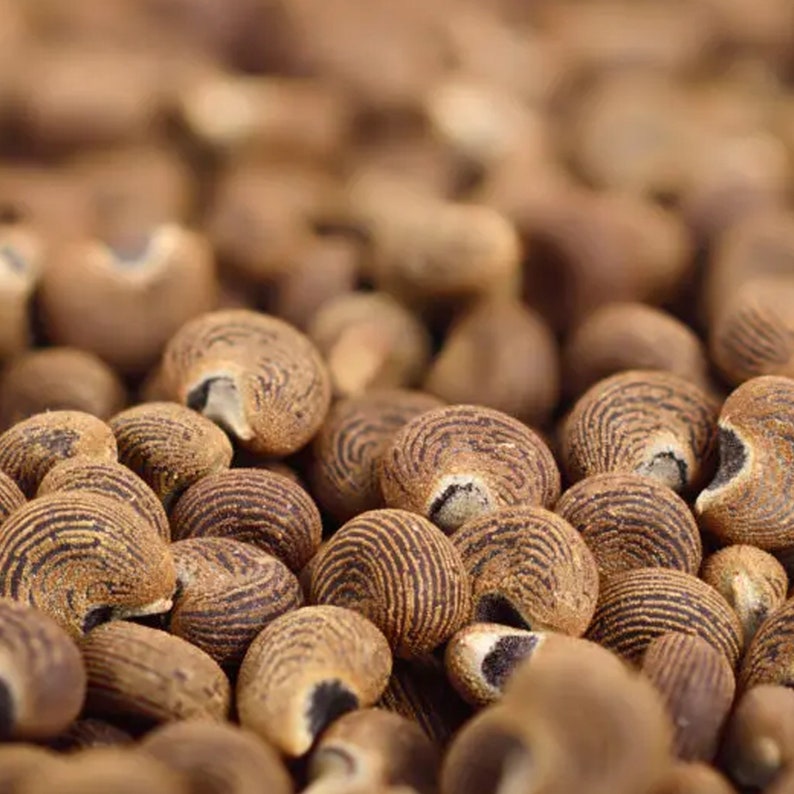 Ambrette Seed Oil Co2 Abelmoschus Moschatus Medik - Etsy