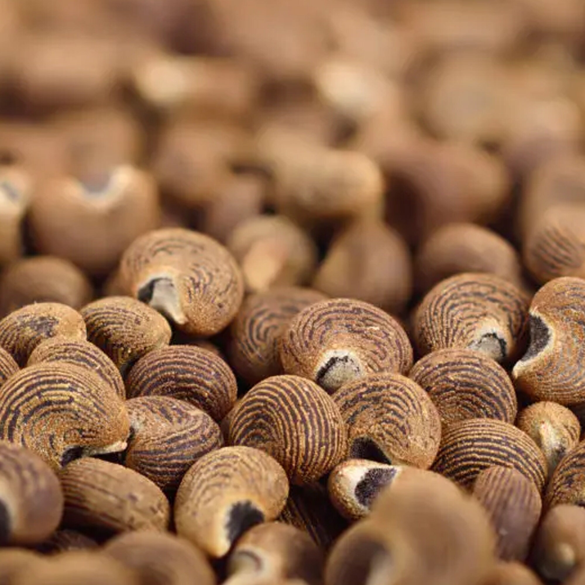 Ambrette Seed Oil Co2 Abelmoschus Moschatus Medik - Etsy