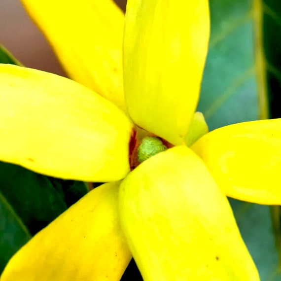 Ylang Ylang Essential Oil Extra CO2 Comoros 100% Pure & - Etsy