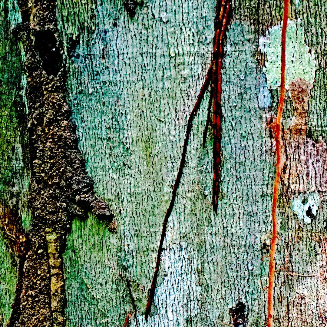 Copaiba Essential Oil (rectified ) - Copaifera Officinalis L - Brazil ...