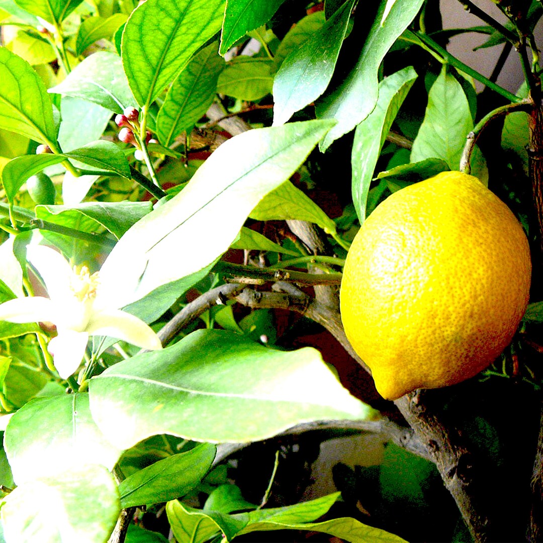 Lemon Essential Oil Citrus Limon L. Burm. Italy - Etsy