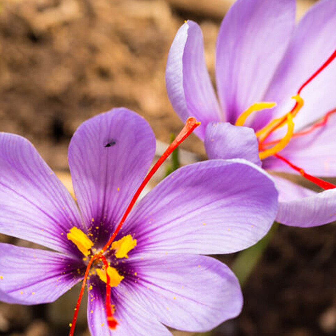 Saffron Oil 5% MPG - India -crocus Sativus L. - Etsy