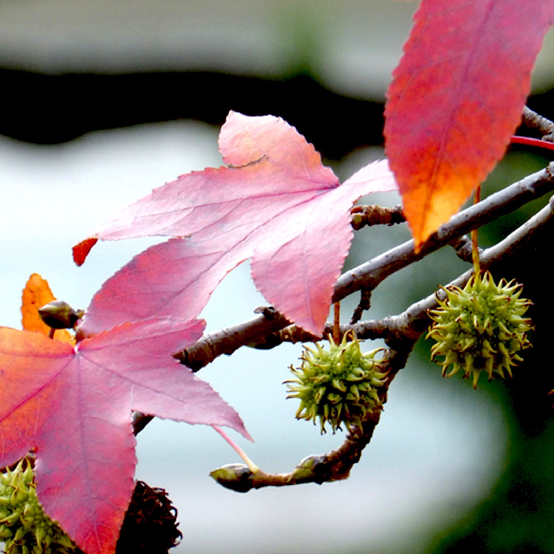 Styrax Resinoid - Liquidambar Styraciflua L. Honduras - 100% Pure ...