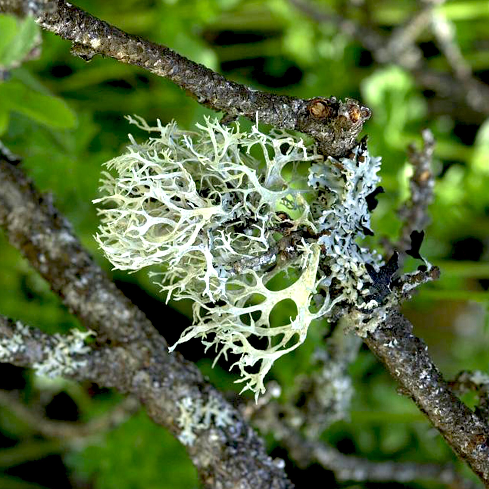 Oakmoss Absolute Low Atranol 50% TEC- Evernia Prunastri (L.) Ach ...