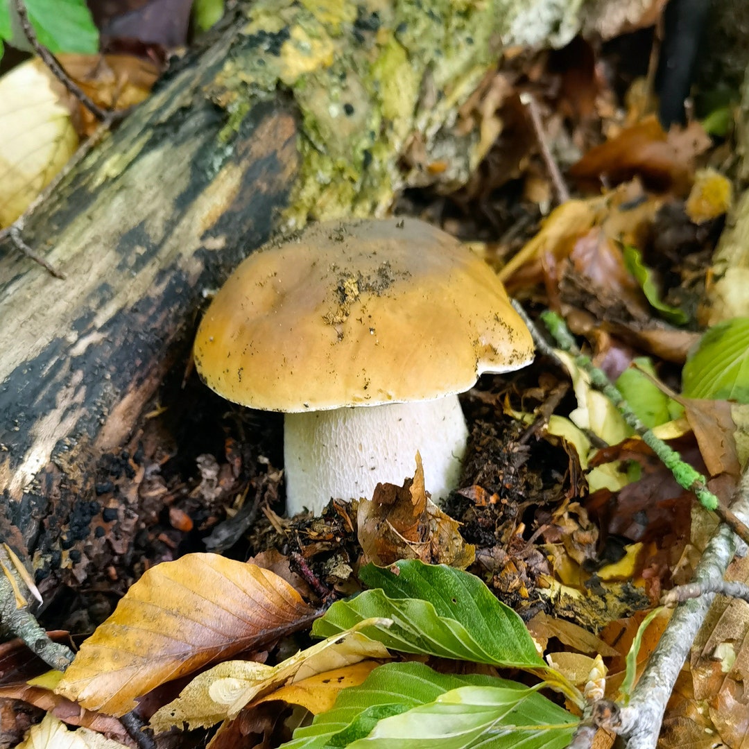 Mushroom Absolute - Boletus Edulis - France - Etsy