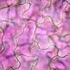 Rose De Mai Absolute - Rosa Centifolia (morocco) 5 Grams - Etsy