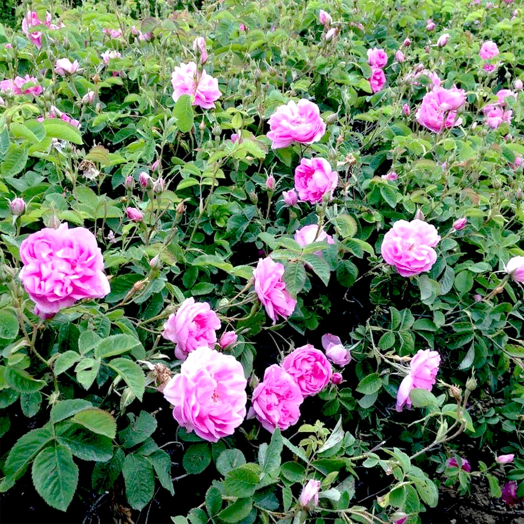 Premium Rose Absolute -turkey - Rosa Damascena - Etsy