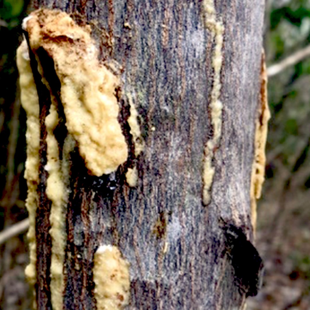 Benzoin Siam Organic Resinoid 55%/ETH - Styrax Tonkinensis Craib Ex ...