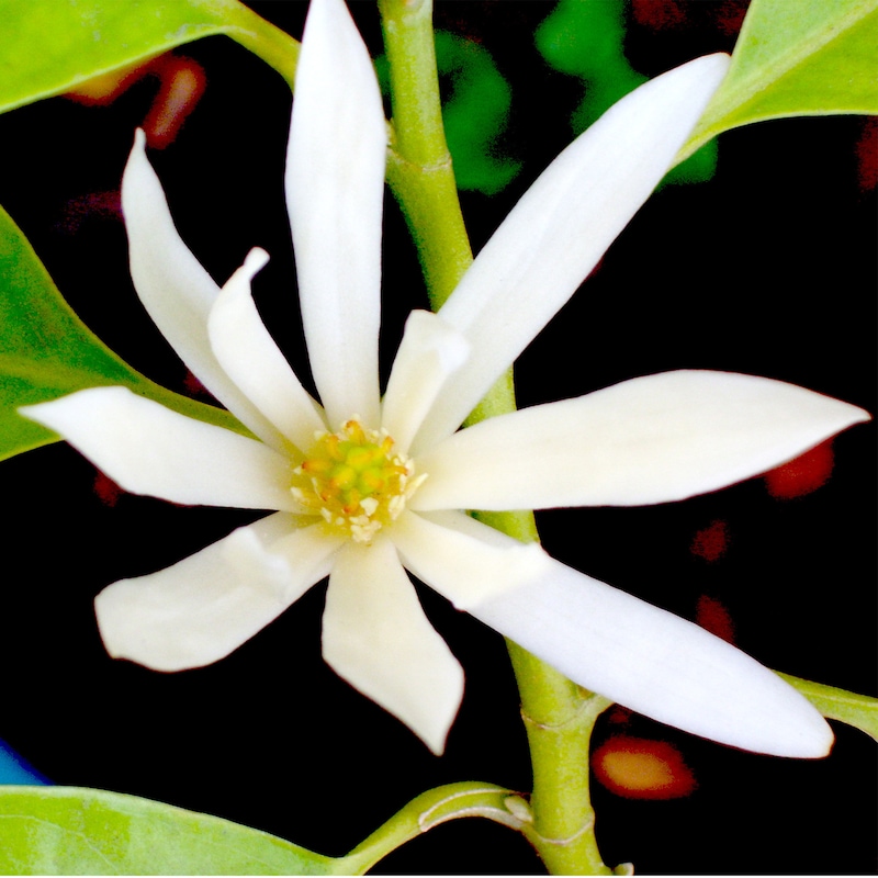 Champaca Plant - Etsy