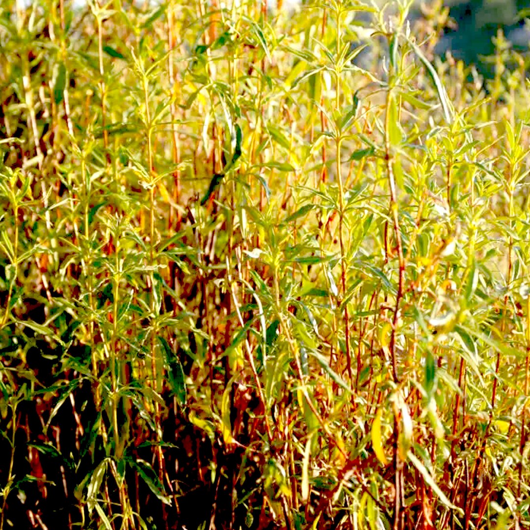 Premium Labdanum Absolute - Spain - Cistus Ladaniferus Var. Beta ...