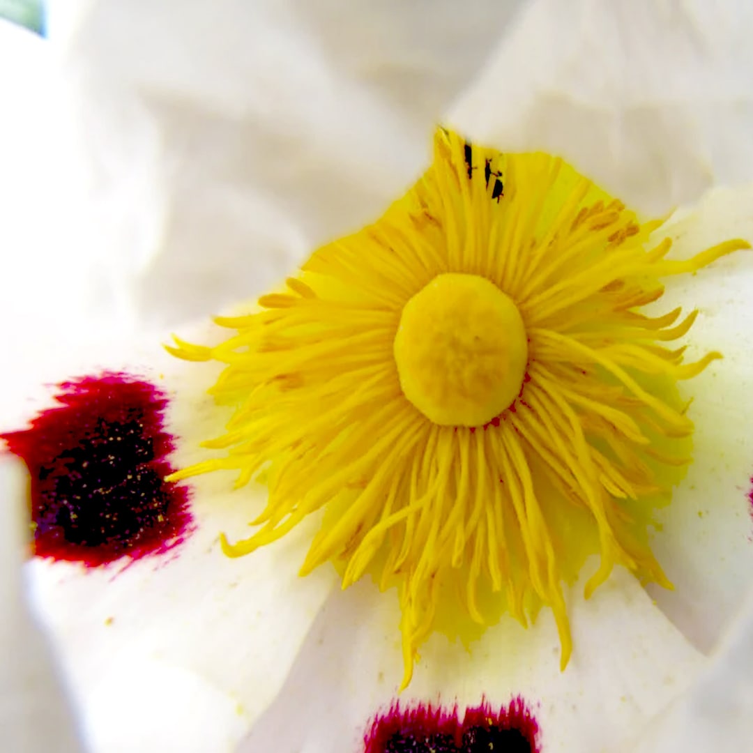 Cistus SEV Absolute - Spain - Cistus Ladaniferus Var. Beta Maculata - Etsy