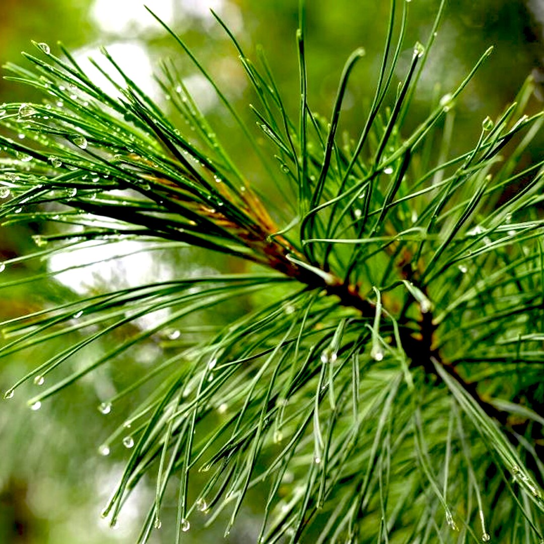 Pine Essential Oil - Pinus Sylvestris - Siberia - Etsy
