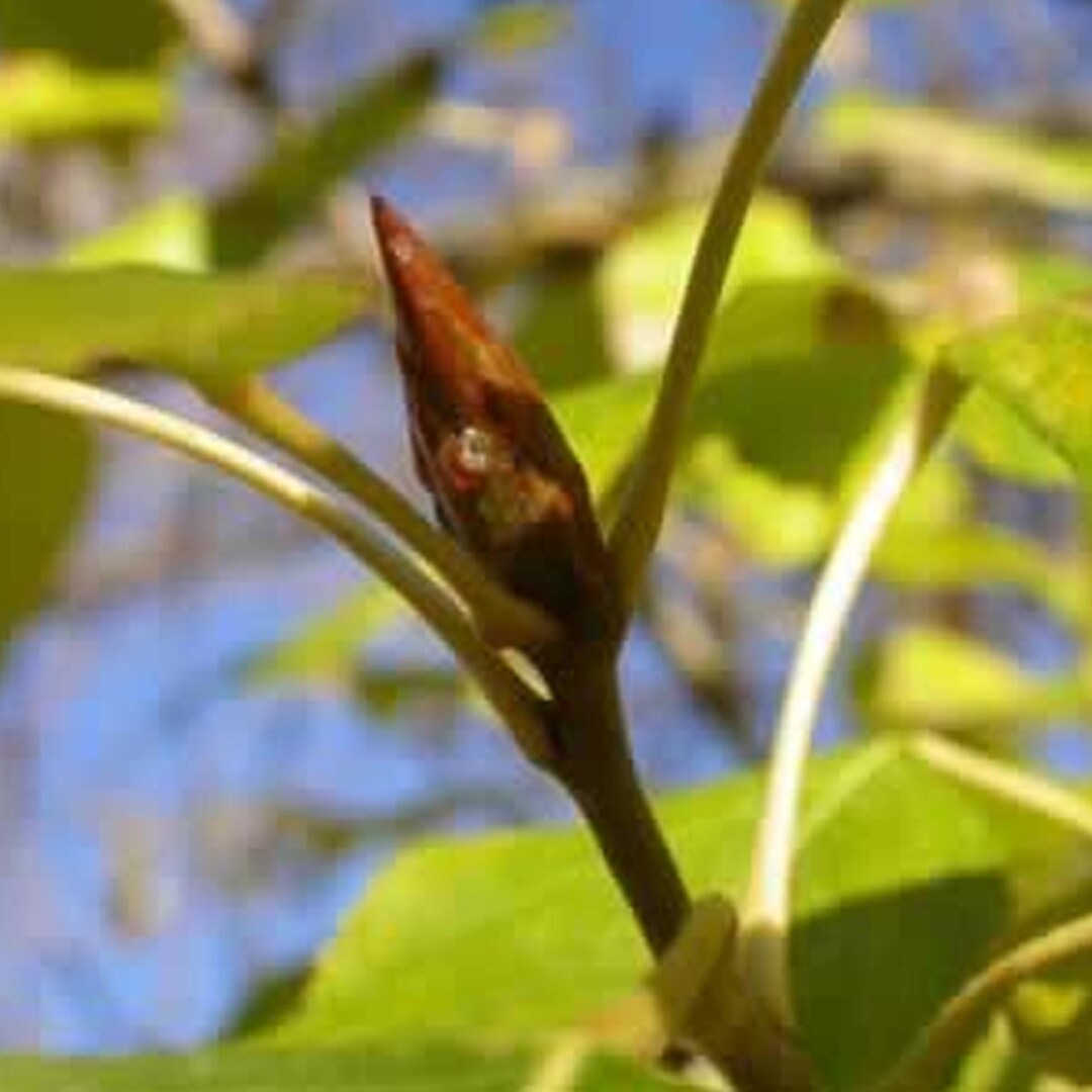 Poplar Bud Absolute 50% TEC- Populus Nigra L. - France - Etsy