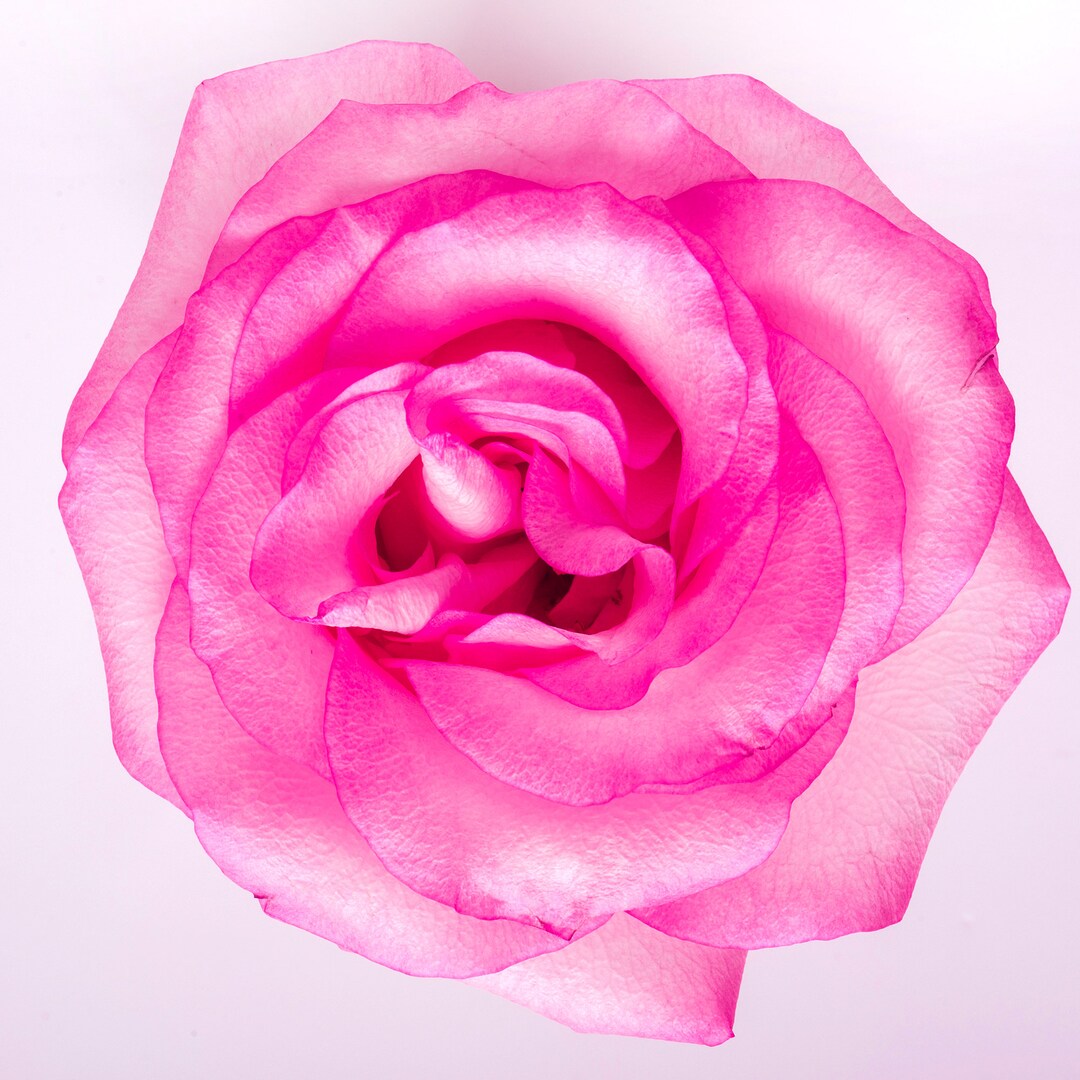 Vintage Rose Taifi Sultani 1980s From the Royal Archives Taif Rose Oil ...