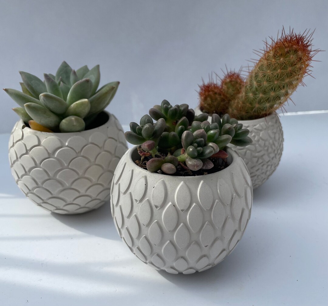 Flower Pot Gift Set, Set of 3 Planters With Succulent and Cactus Gift ...