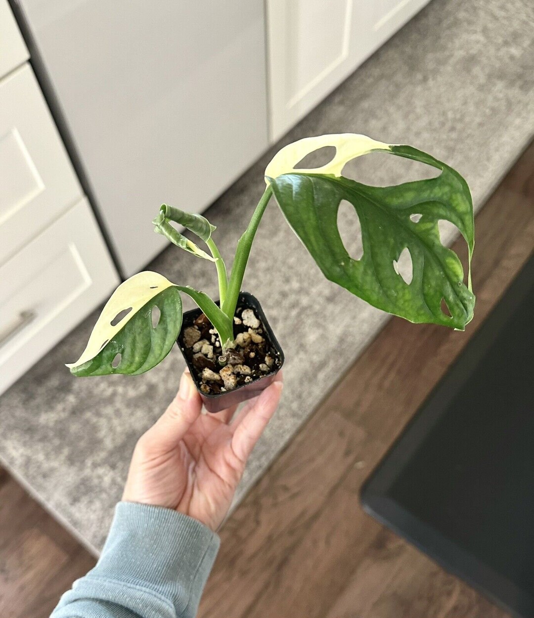 Rooted Variegated Monstera Adansonii Japanese Tri Color Pot Plant Free ...