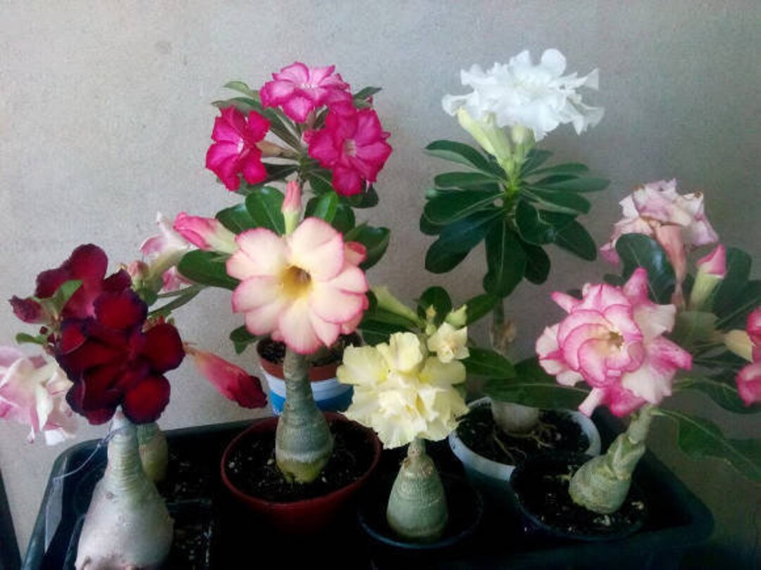 Adenium Obesum Desert Rose Mix Rare Rooted Cuttings Pink Rose Desert ...