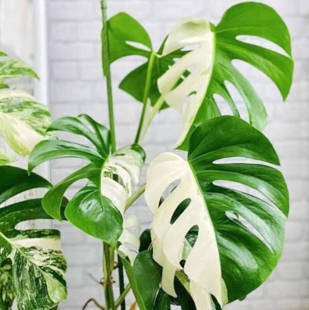 Monstera Albo White Tiger Deliciosa Indoor Plant Rooted Live Cutting ...