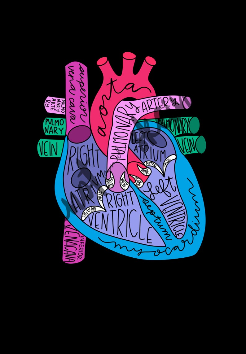 Cardiac Heart Anatomy Digital PNG Sublimation Graphic - Etsy Australia