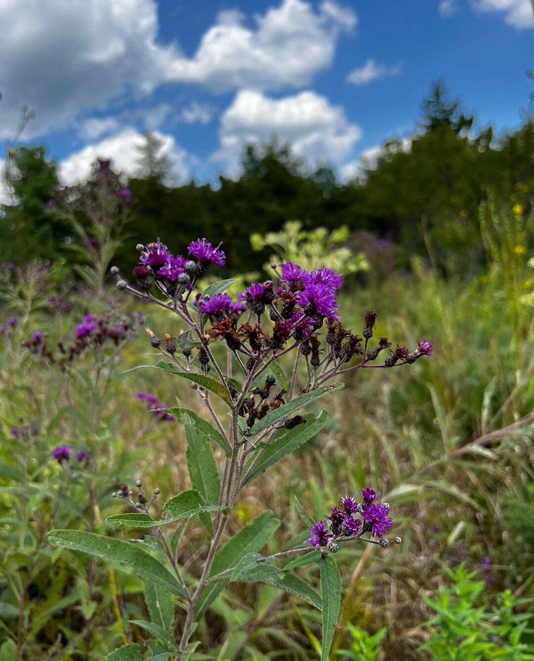 100+ Seeds, Missouri Ironweed Seeds, Vernonia Missurica Seeds, FREE ...