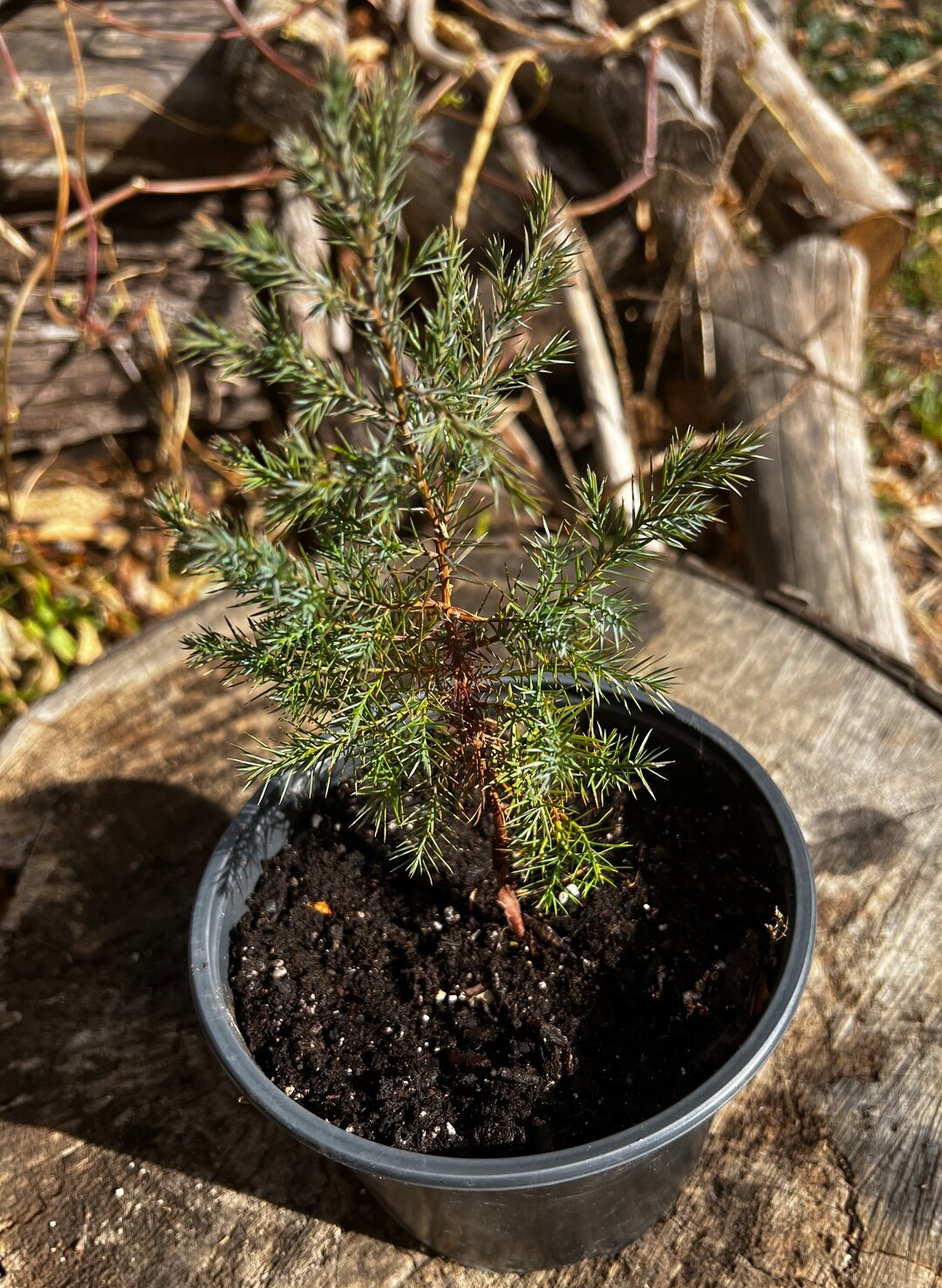 1 Live Plant, Eastern Red Cedar, Juniperus Virginiana, Red Cedar ...