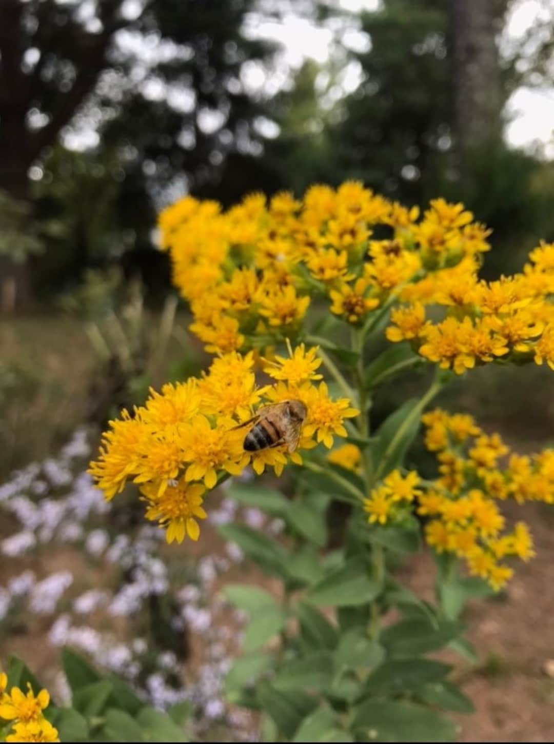 100+ Seeds, Stiff Goldenrod Seeds, Solidago Rigida Seeds, FREE SHIPPING ...