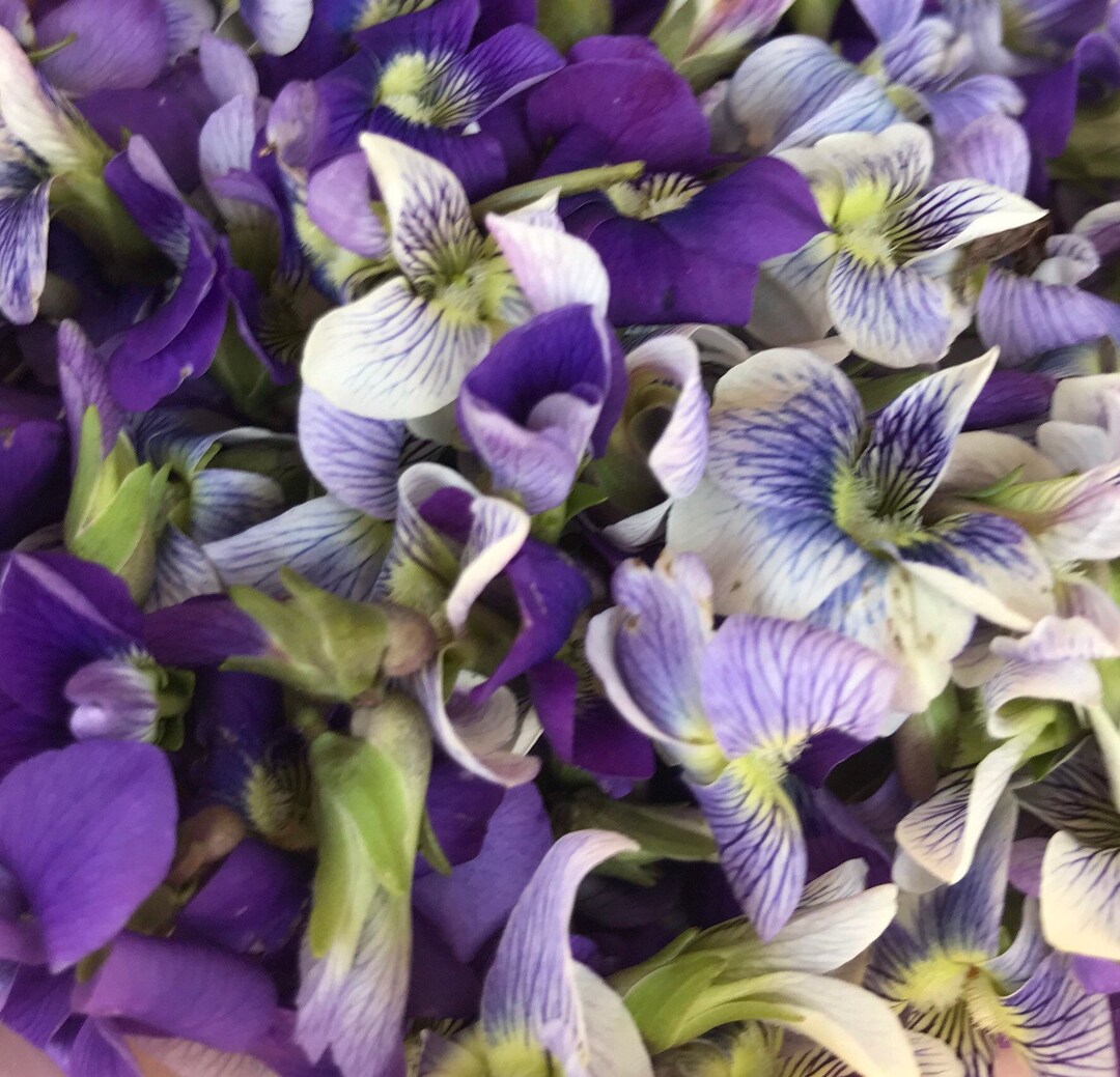 50+ Violet Seeds, Viola Sororia Seed, Meadow Violet Seed, Wood Violet ...