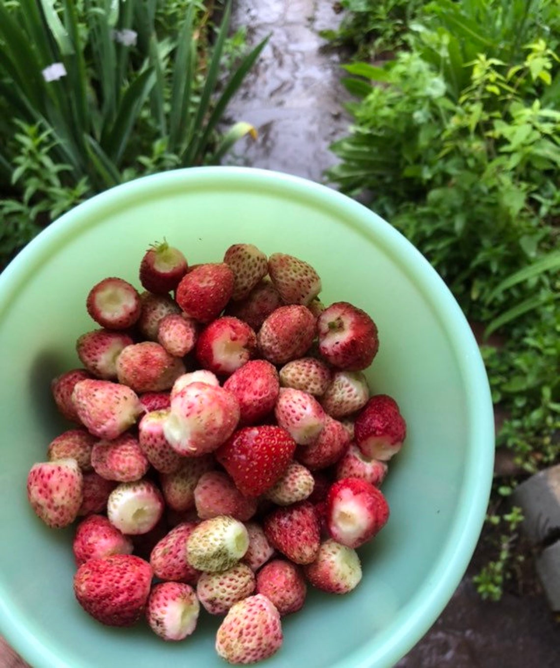 5 Bare Roots Bare Root Scarlet Strawberry Fragaria - Etsy