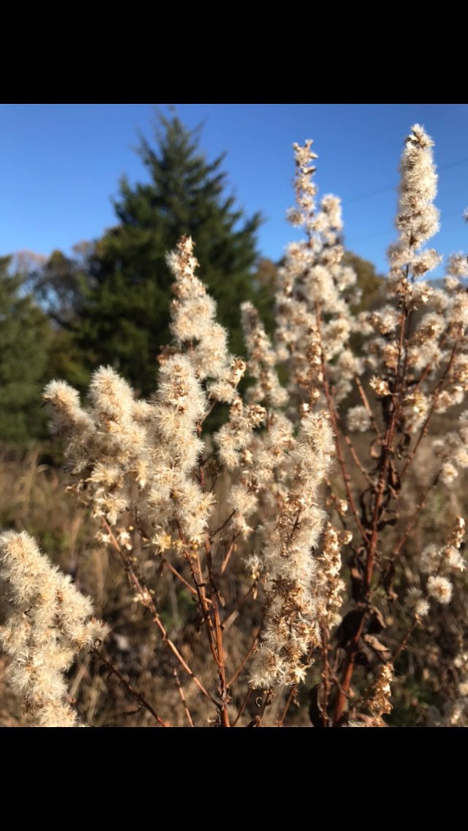 100 Seeds Showy Goldenrod Seed Solidago Speciosa FREE - Etsy