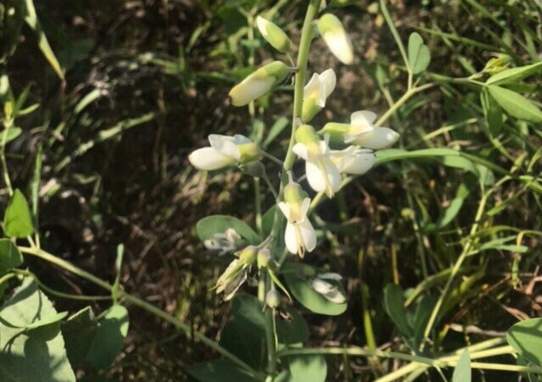 100 Seeds, White Wild Indigo Seeds, White Baptisia Seeds, Baptisia Alba ...