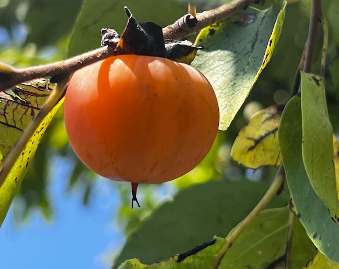 Organic American Persimmon Tree Seeds 6/pack - Etsy