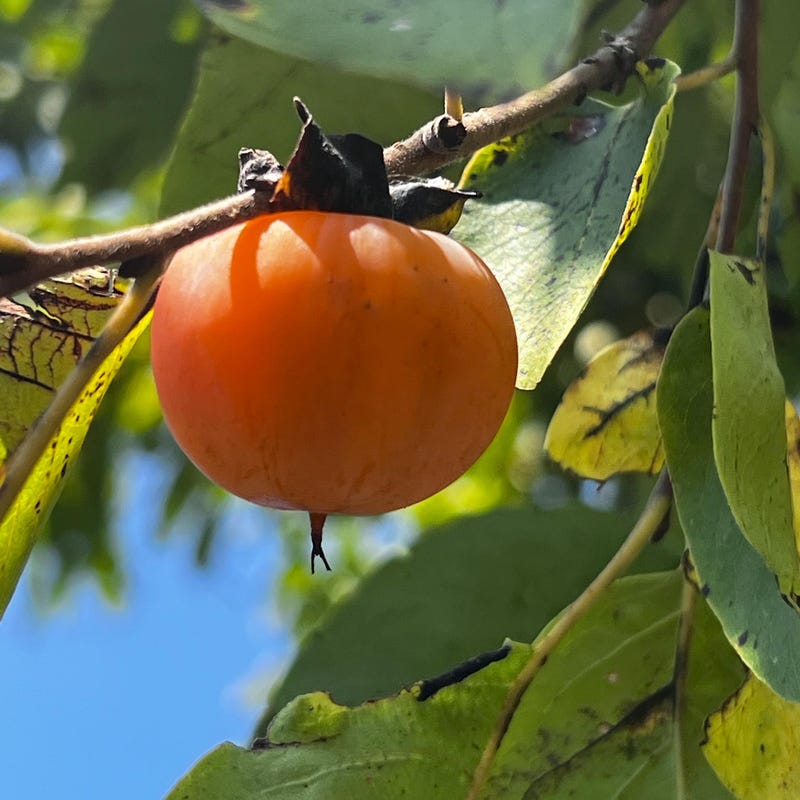 American Persimmon Tree - Etsy
