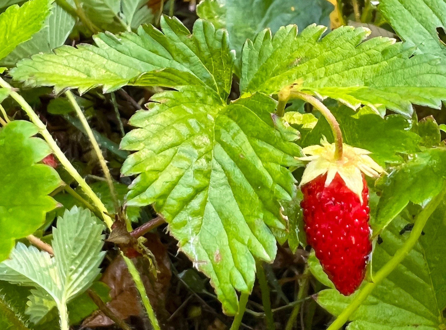 Wild Strawberry Plants